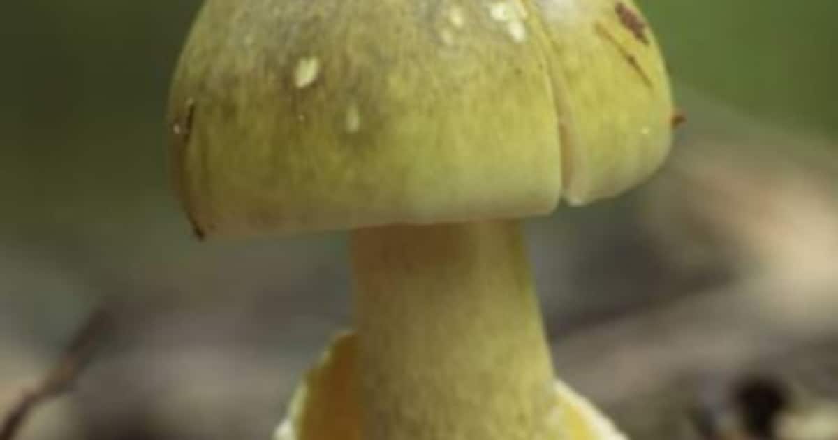De meest gevreesde zwam ter wereld rukt op, ook in Nederland | Trouw