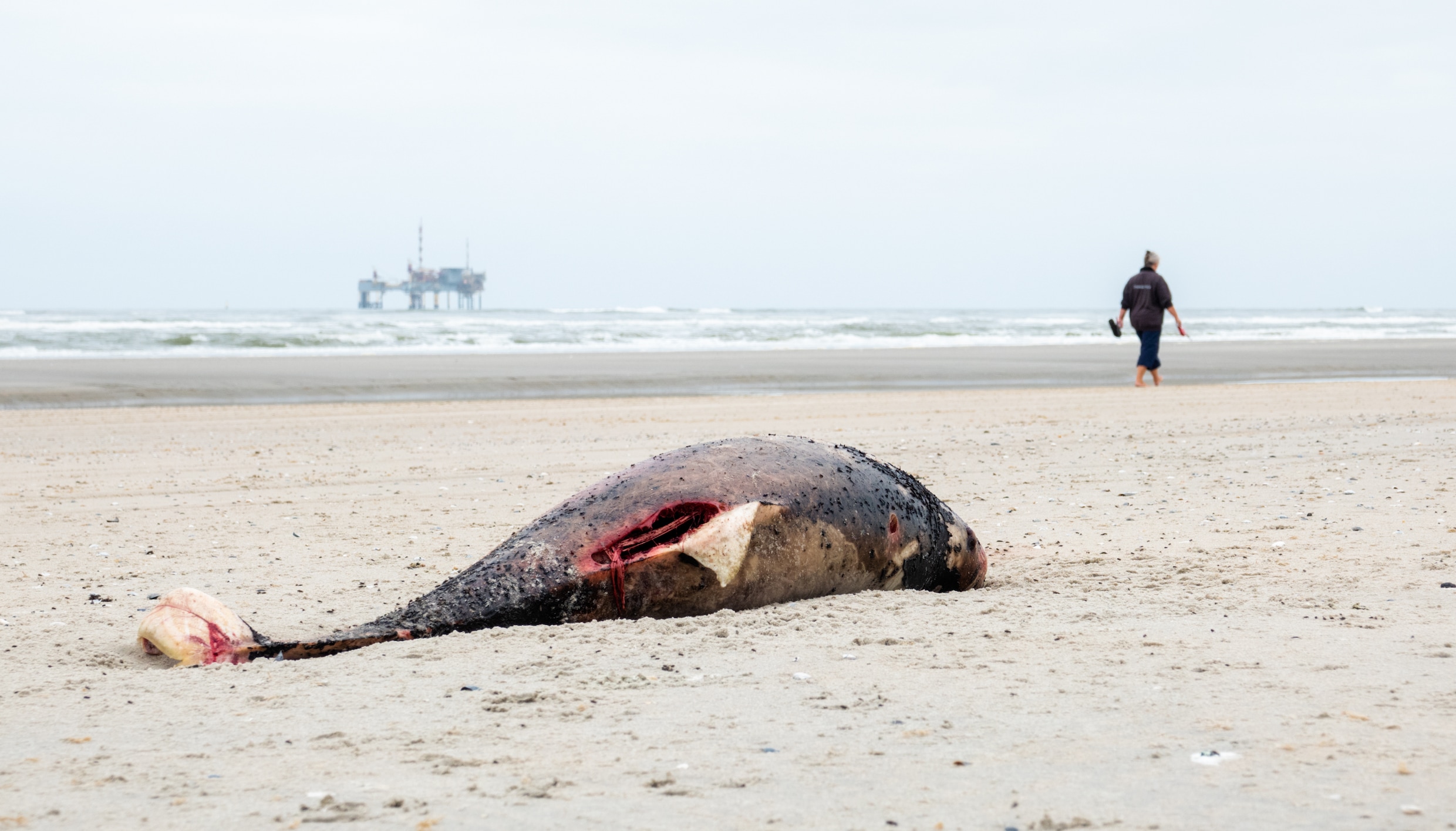 Een dode walvis op het strand stinkt verschrikkelijk, maar is ...