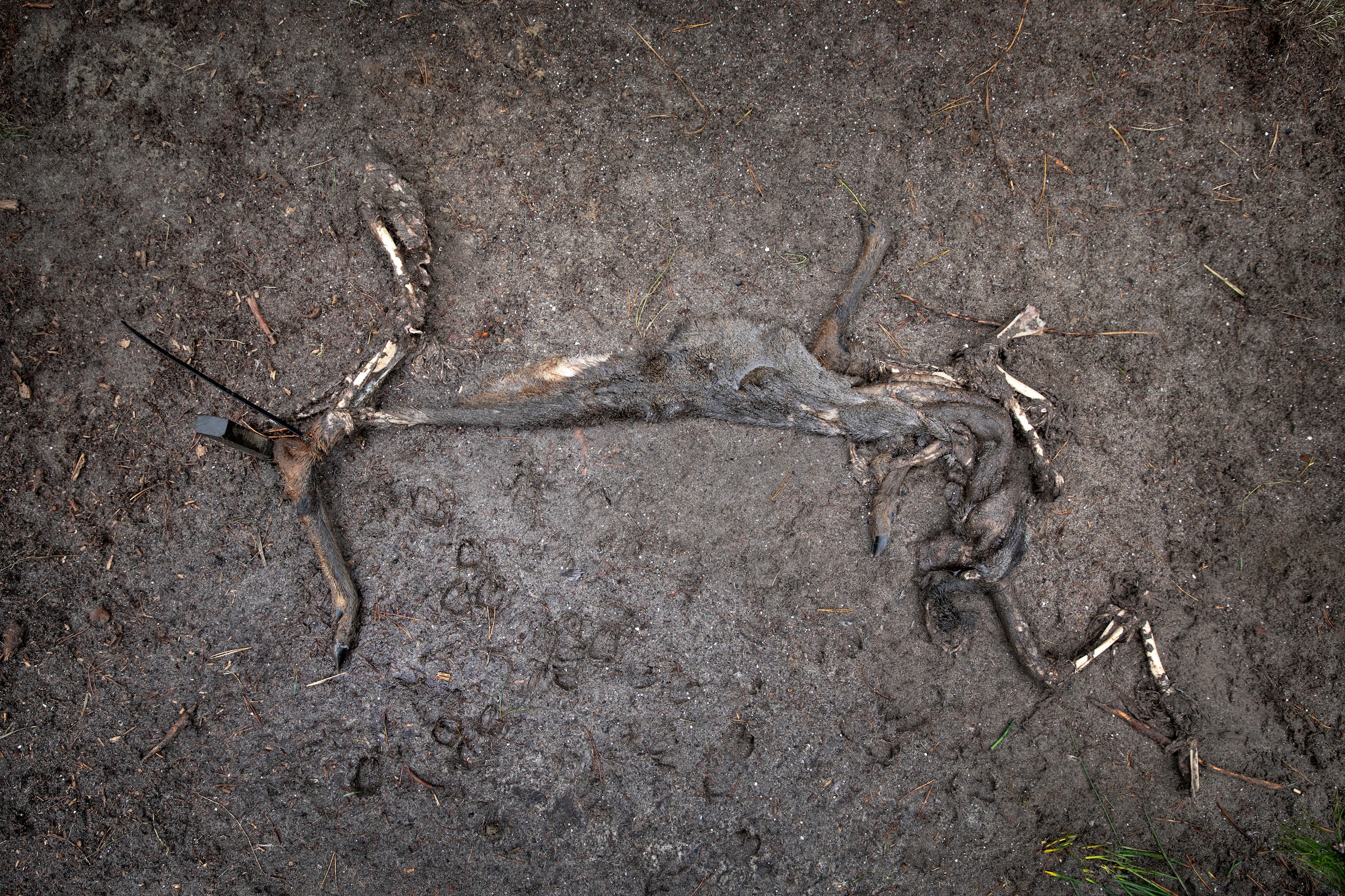 De staat van ontbinding: nut en noodzaak van kadavers in het wild | Trouw