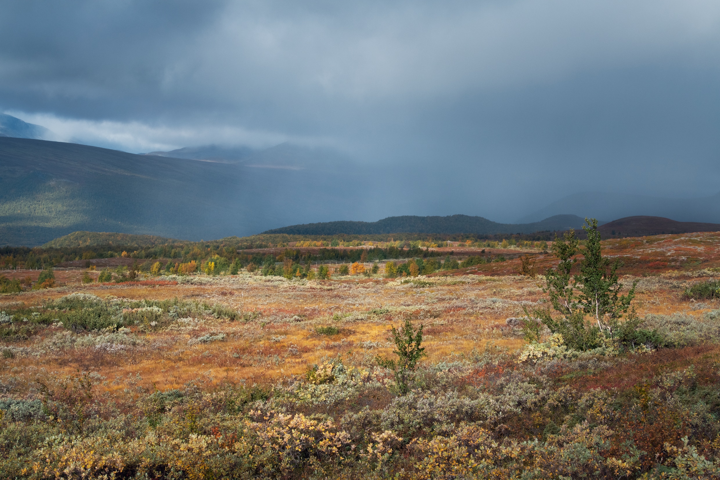 Ook in het land van de Sami-herders wordt het te warm, de toendra groeit langzaam dicht | Trouw