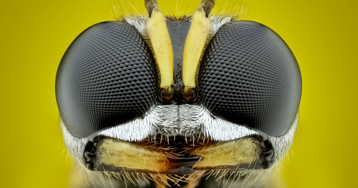 Inzoomen op insecten met extreme macrofotografie. ‘Meestal pak je de ...