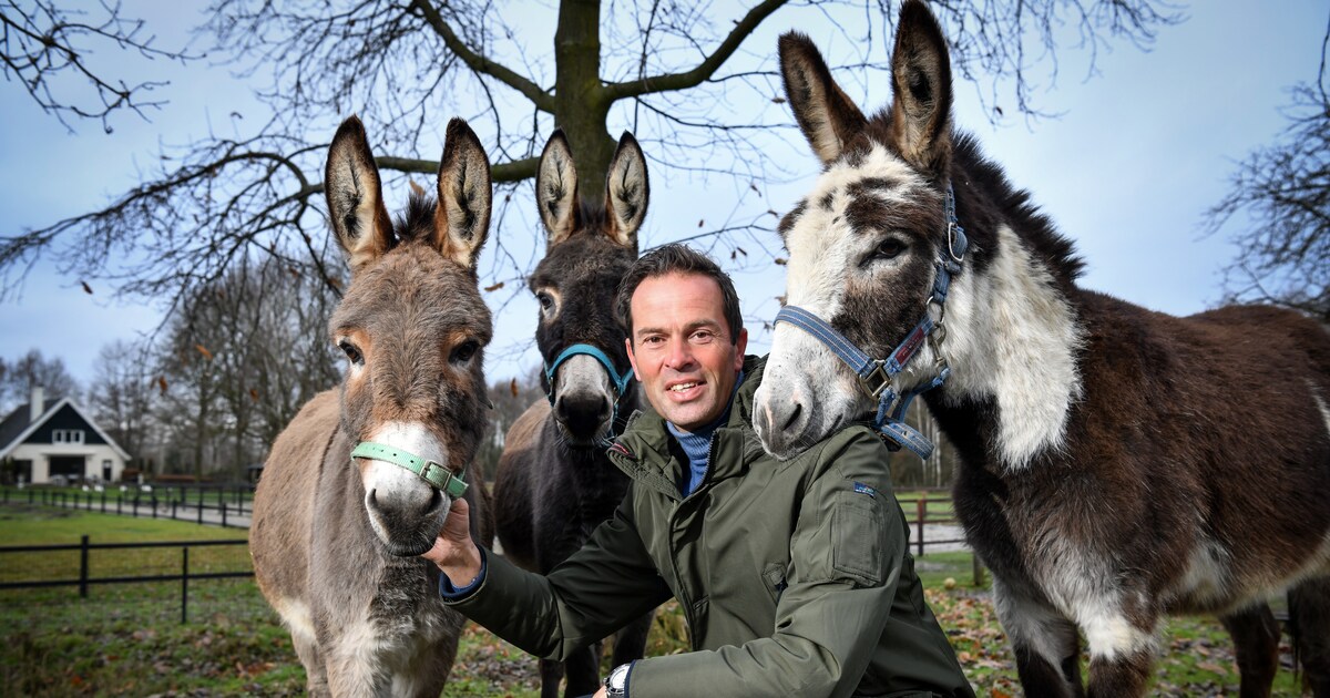 De voorspellende ezels wisten het zeker: Oranje zou de finale halen | Trouw