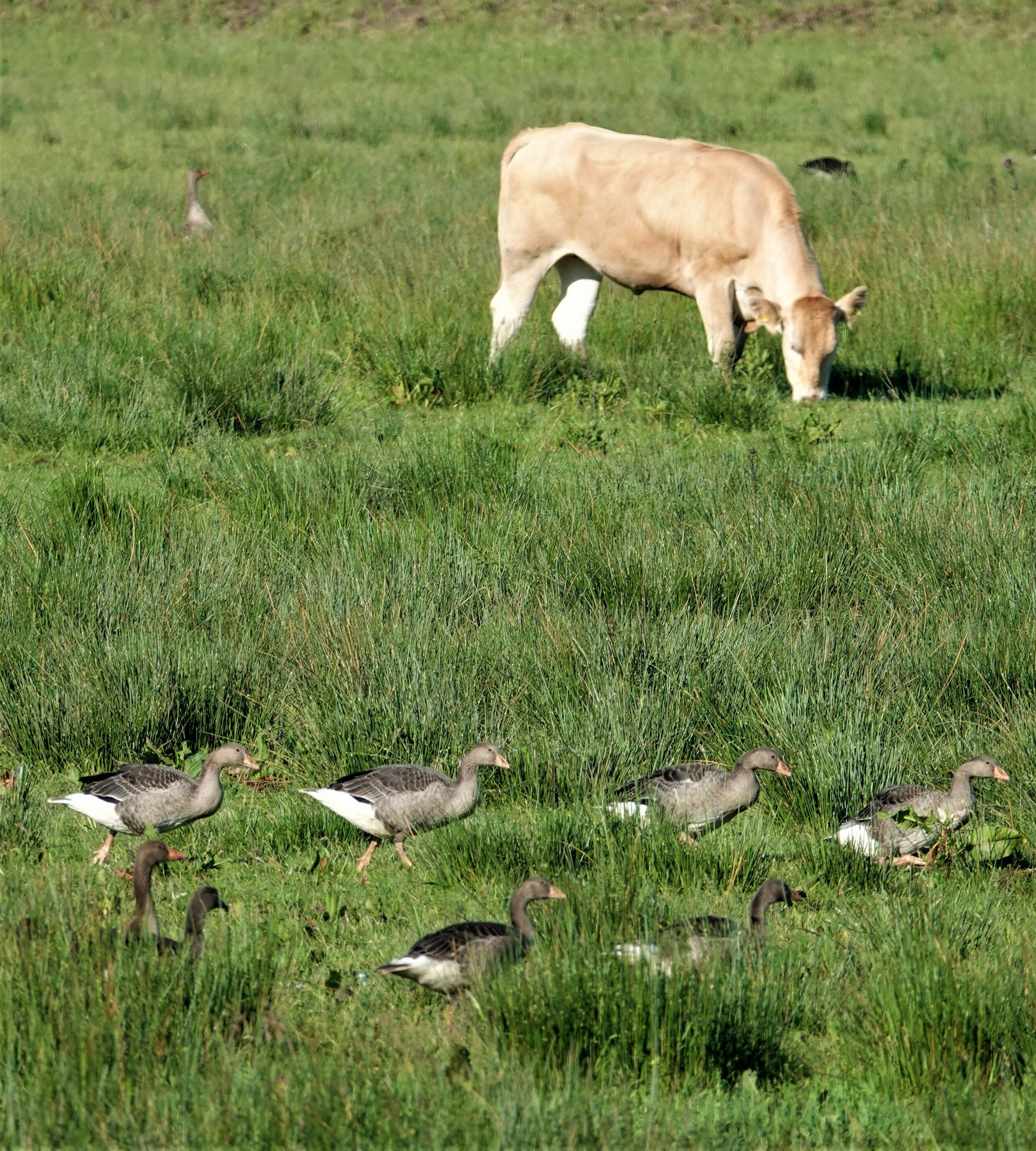 Waar grote grazers de overhand krijgen, verdwijnen de kleine | Trouw
