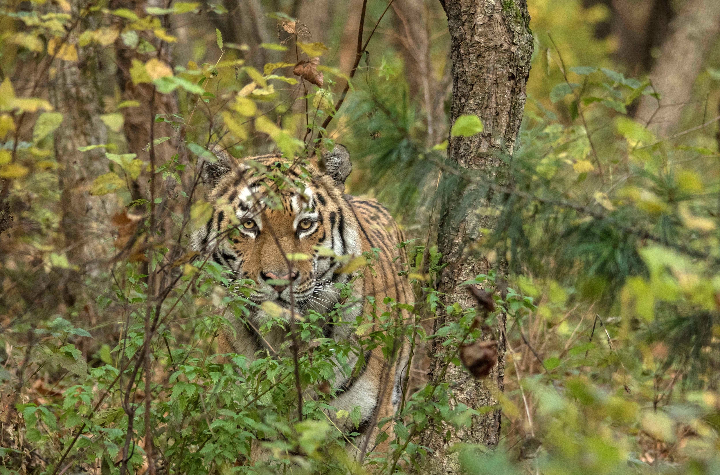 Een zeldzaam succesverhaal: het gaat goed met de tijger in het wild | Trouw