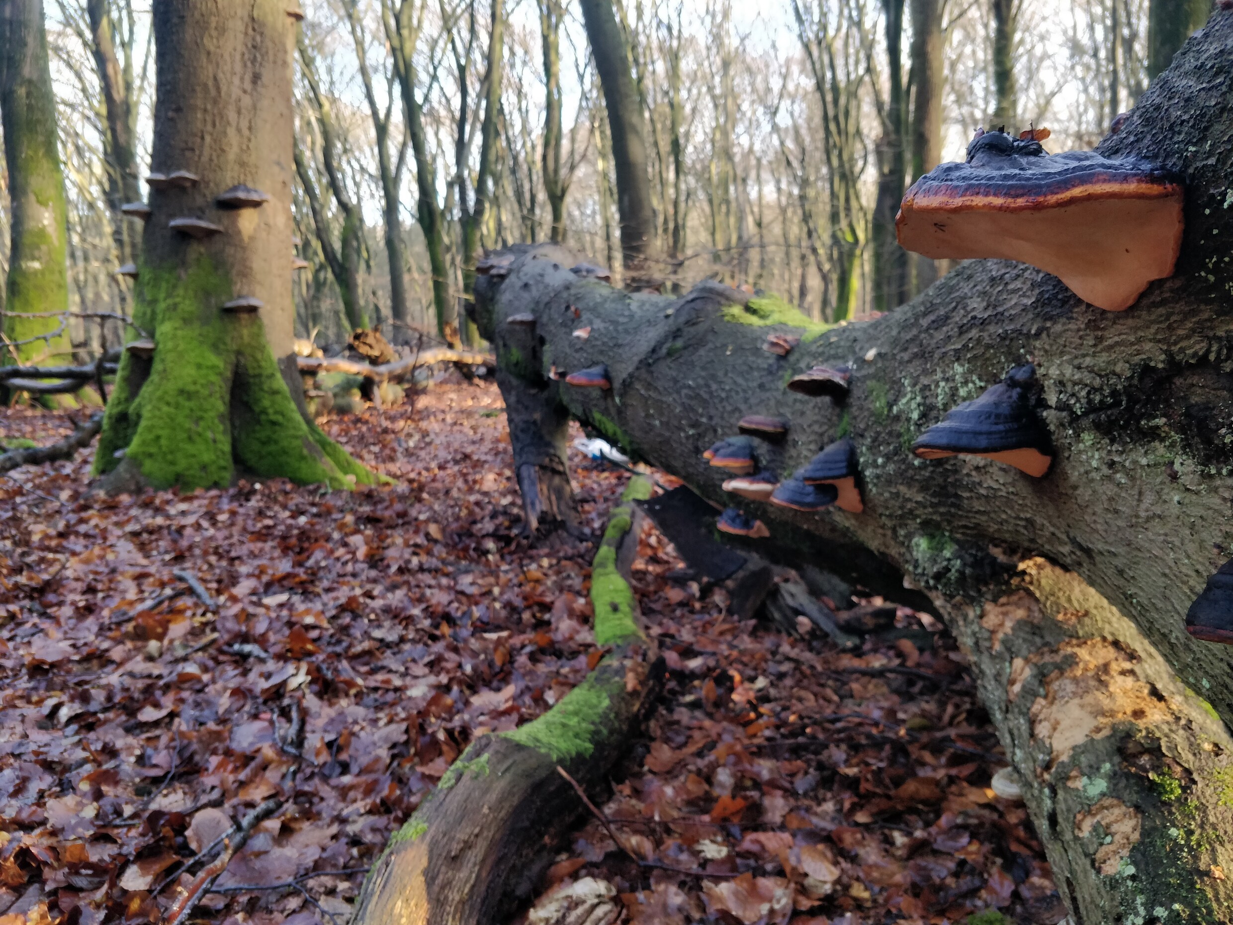 Stop met de smoezen: een goede bosbeheerder verkoopt geen brandhout | Trouw