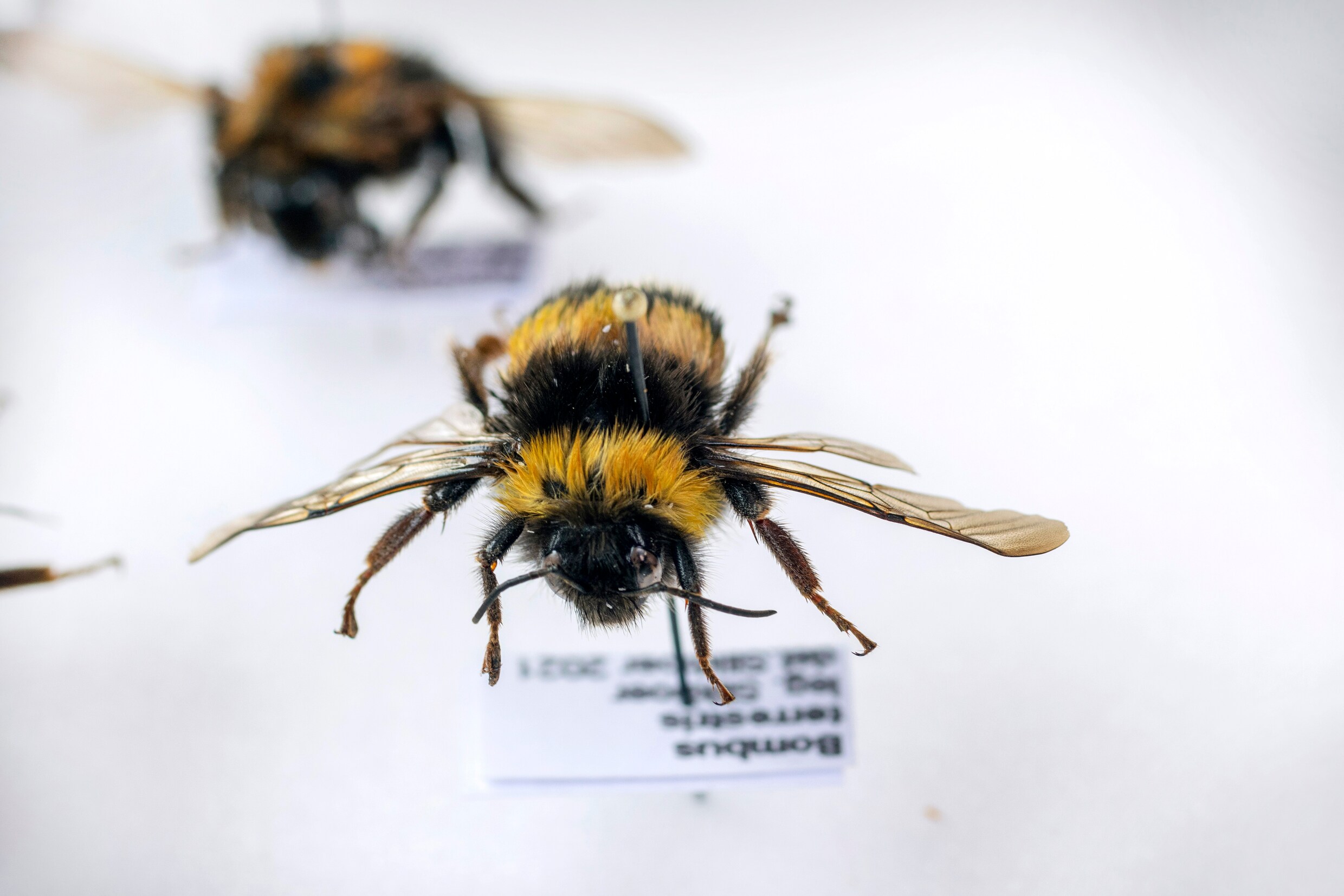 Dit kunnen we doen om de bedreigde hommel te redden | Trouw