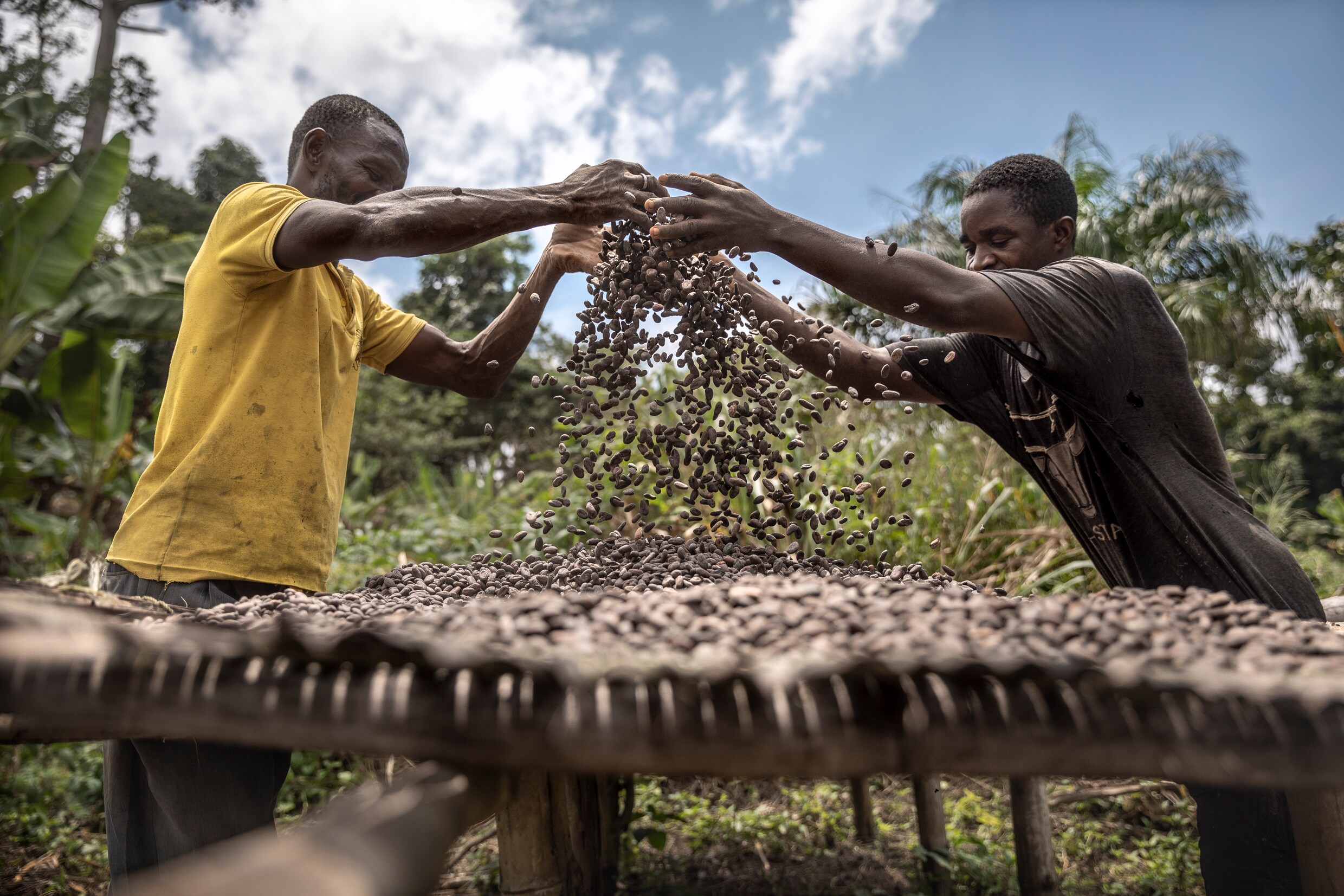 Chocolademakers maken miljarden winst, maar Ghanese cacaoboeren worden ...