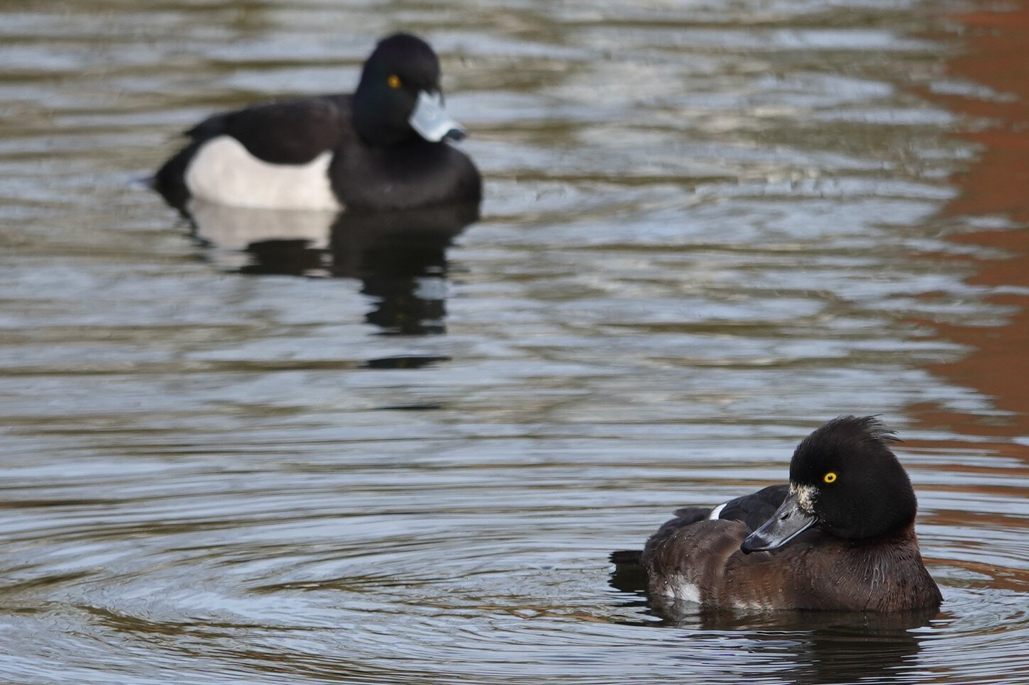 De duikende kuifeend weet zelfs ’s nachts een mossel te vinden | Trouw