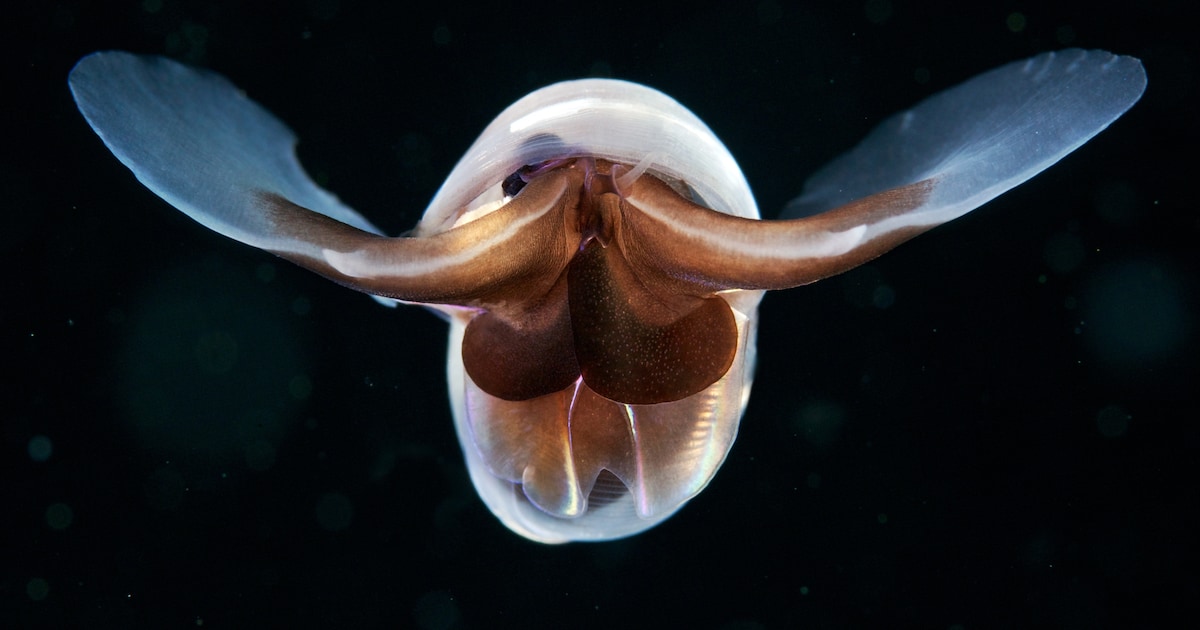 De zeevlinder beschermt de oceaan tegen verzuring – mits het er niet té ...