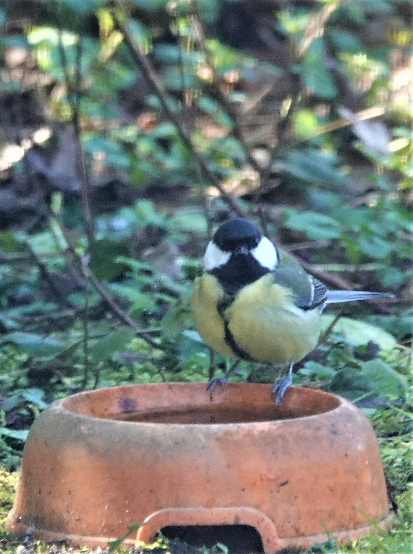 Koolmezen bezorgen duiven een feestmaal | Trouw