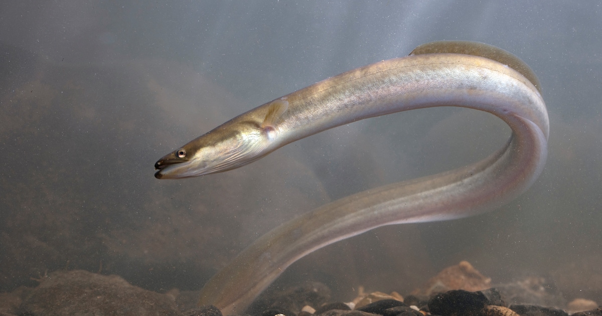 Migrerende palingen vinden hun weg naar Ter Apel | Trouw