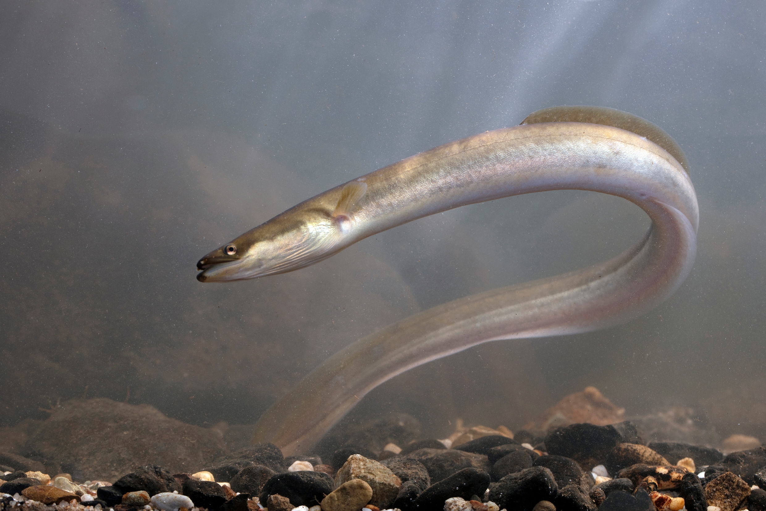 Migrerende palingen vinden hun weg naar Ter Apel | Trouw