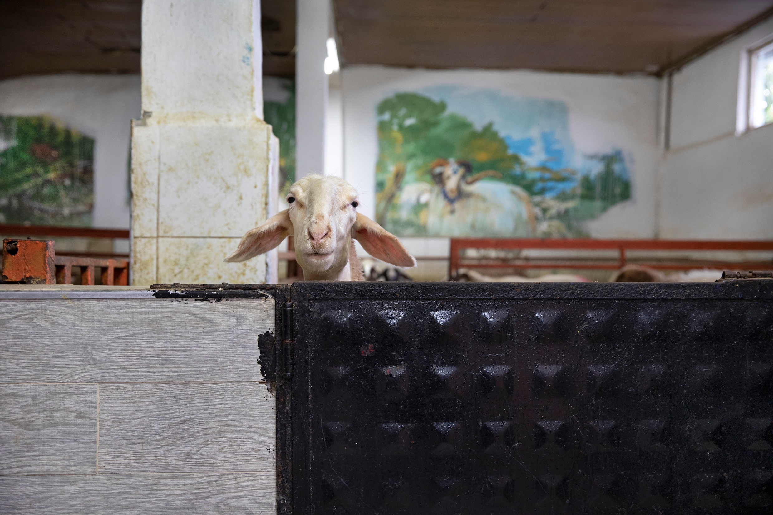 Is verdoofd slachten wel halal? In Turkije is het verdovingspistool ...