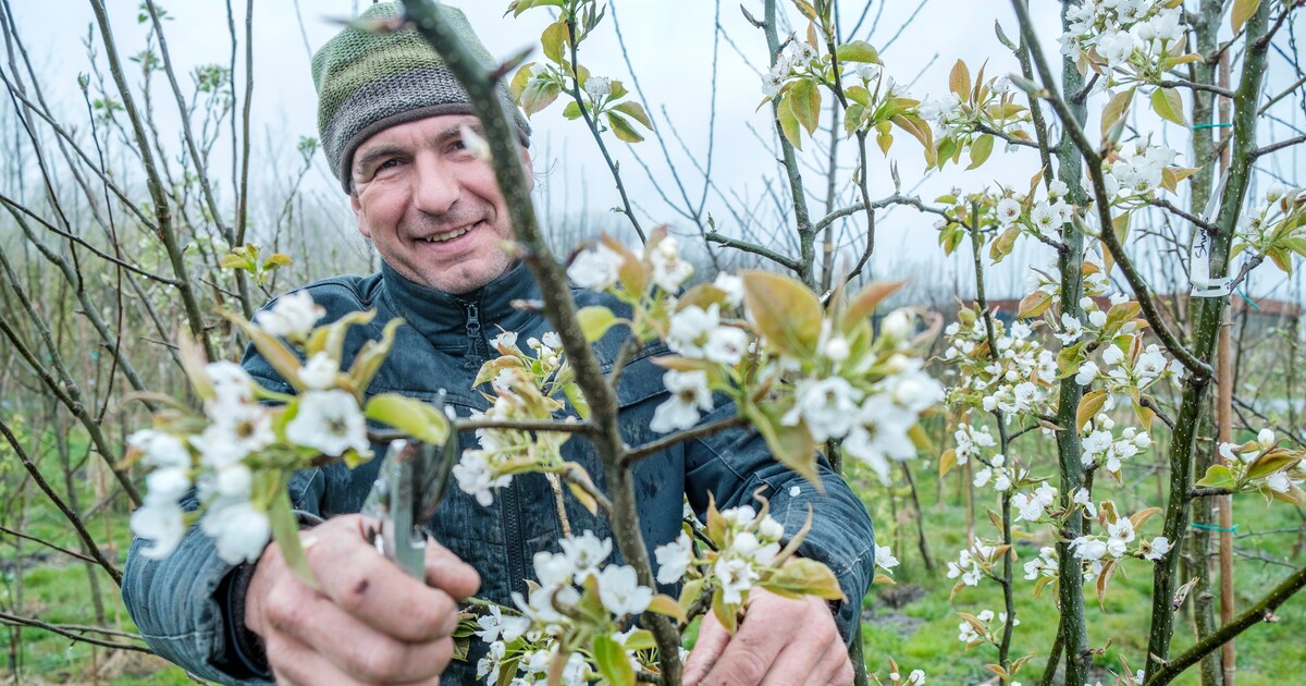 De fruitbomen van deze kweker groeien op geleende grond | Trouw