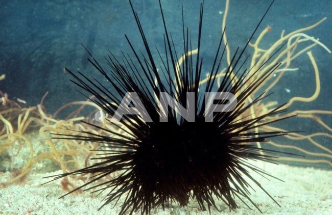 Hoe een zieke zee-egel ook slecht is voor het koraal | Trouw