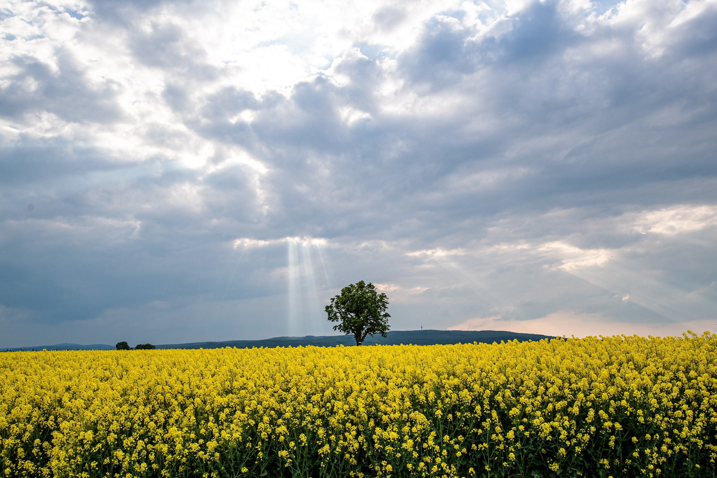 ‘Terwijl mensen verhongeren, stoppen wij biobrandstoffen van tarwe in ...
