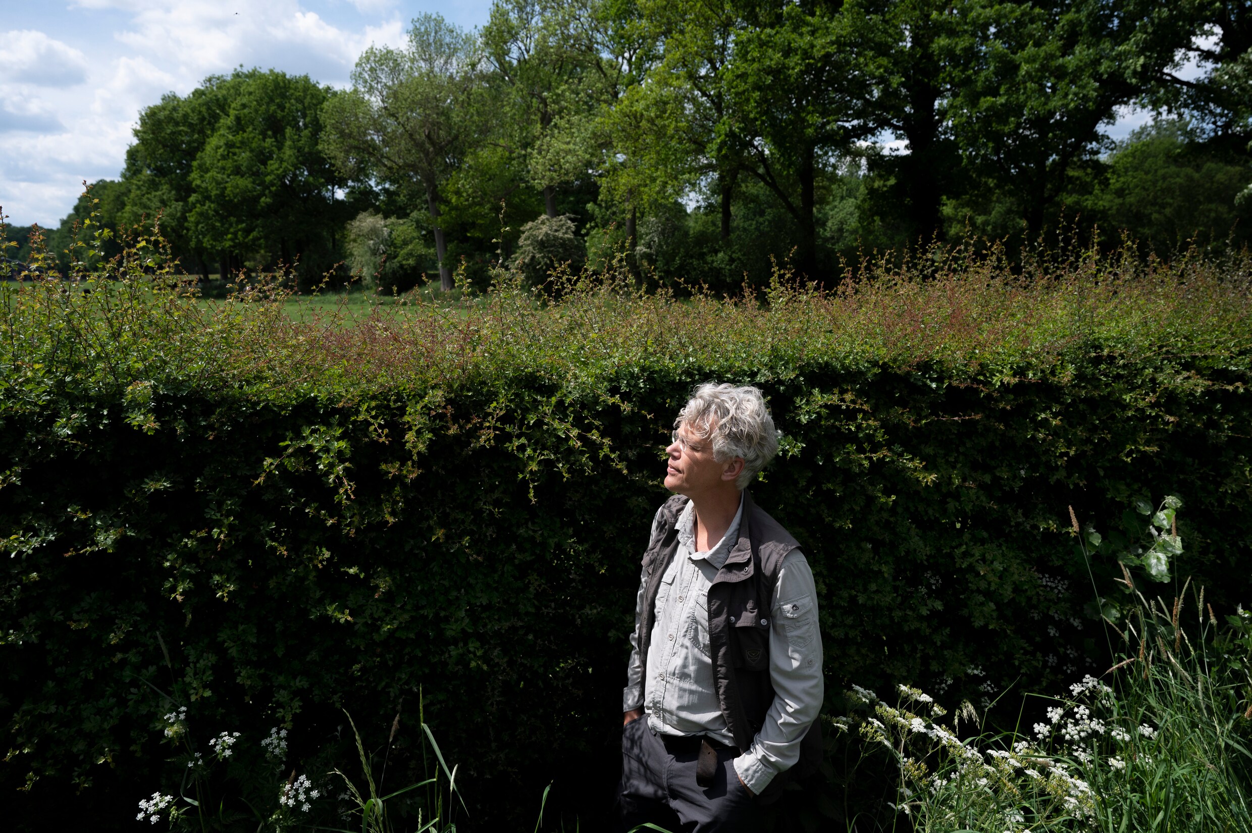 Waar is de heg gebleven? Deze oase voor insecten en vogels moet terug ...