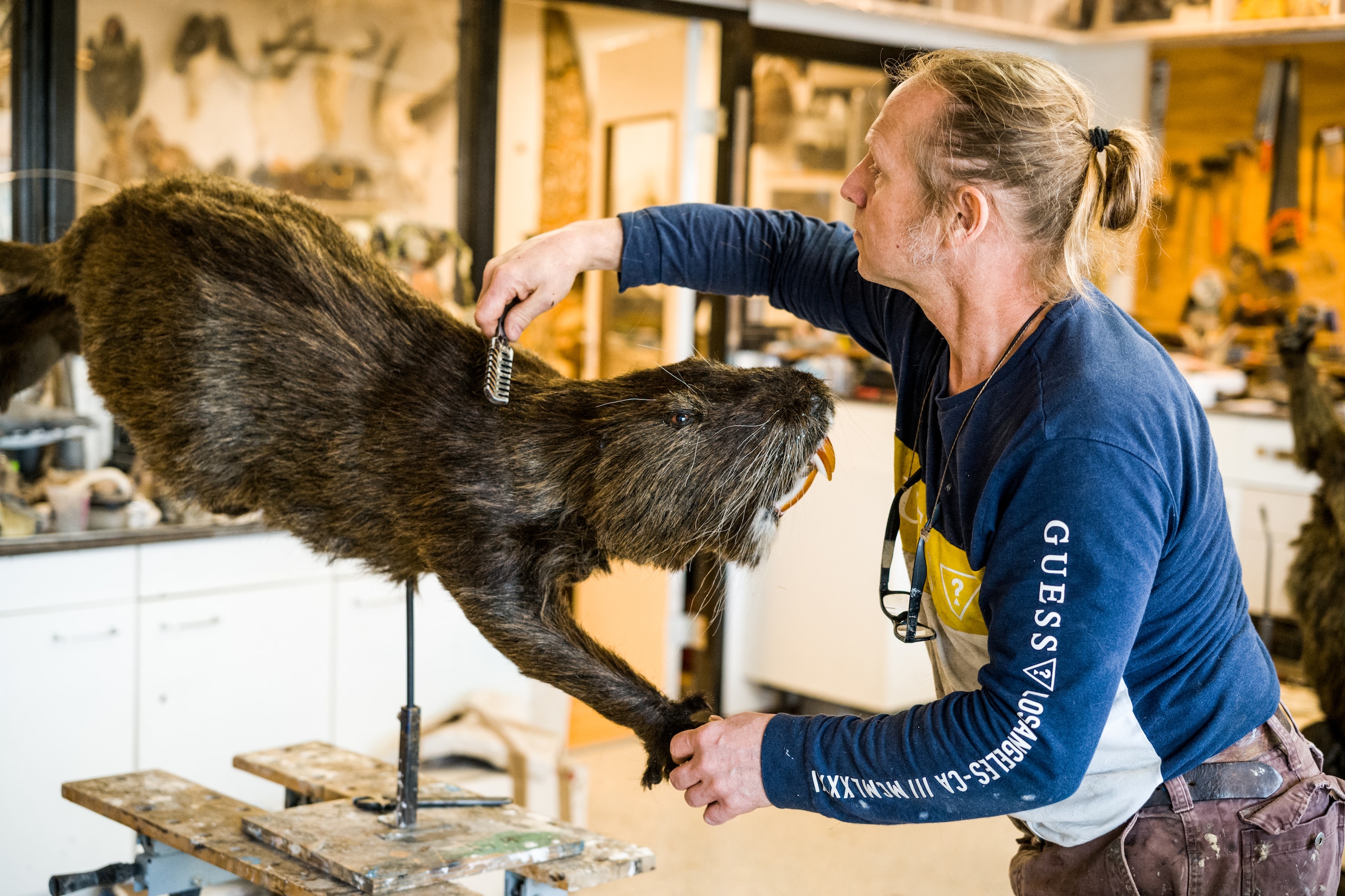 De reuzenbever komt weer tevoorschijn, maar zo groot was die eigenlijk ...