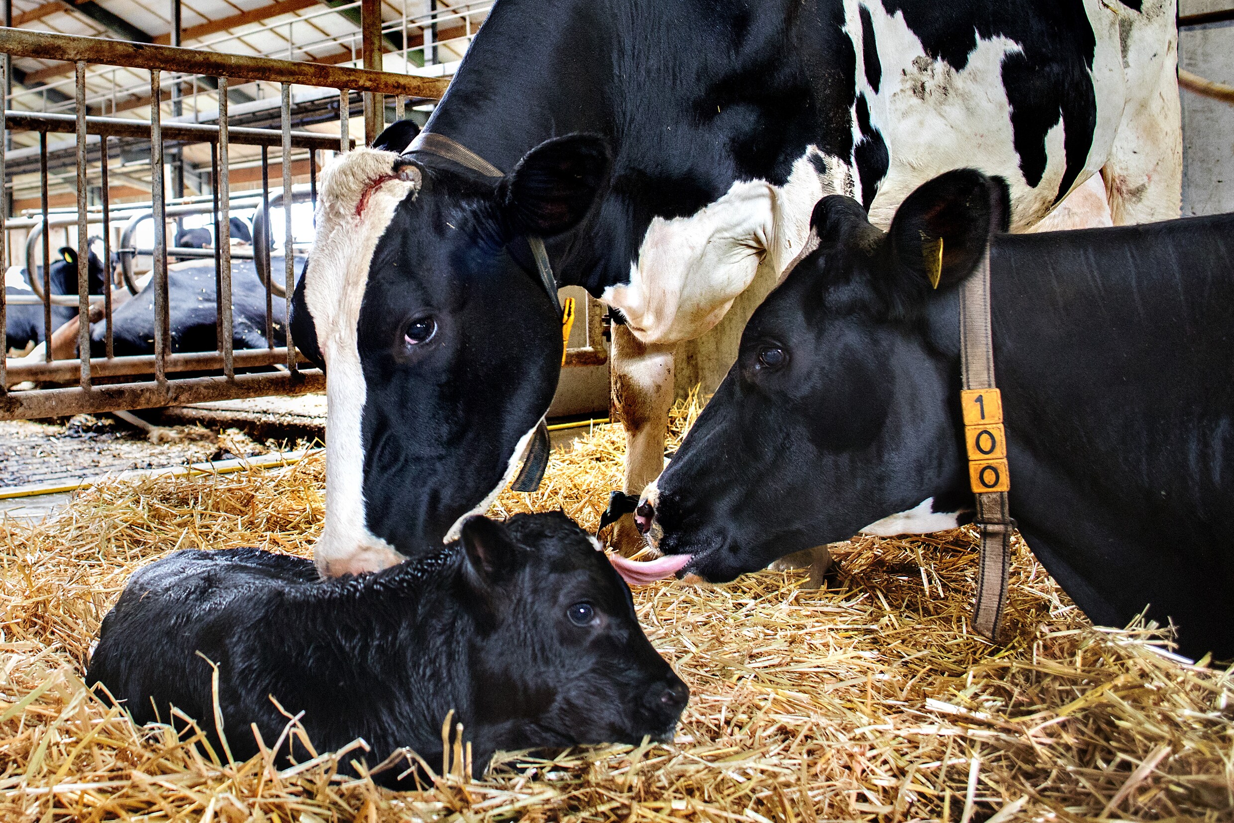 Kalfjes langer bij hun moeder laten drinken blijkt voordelen, maar ook ...