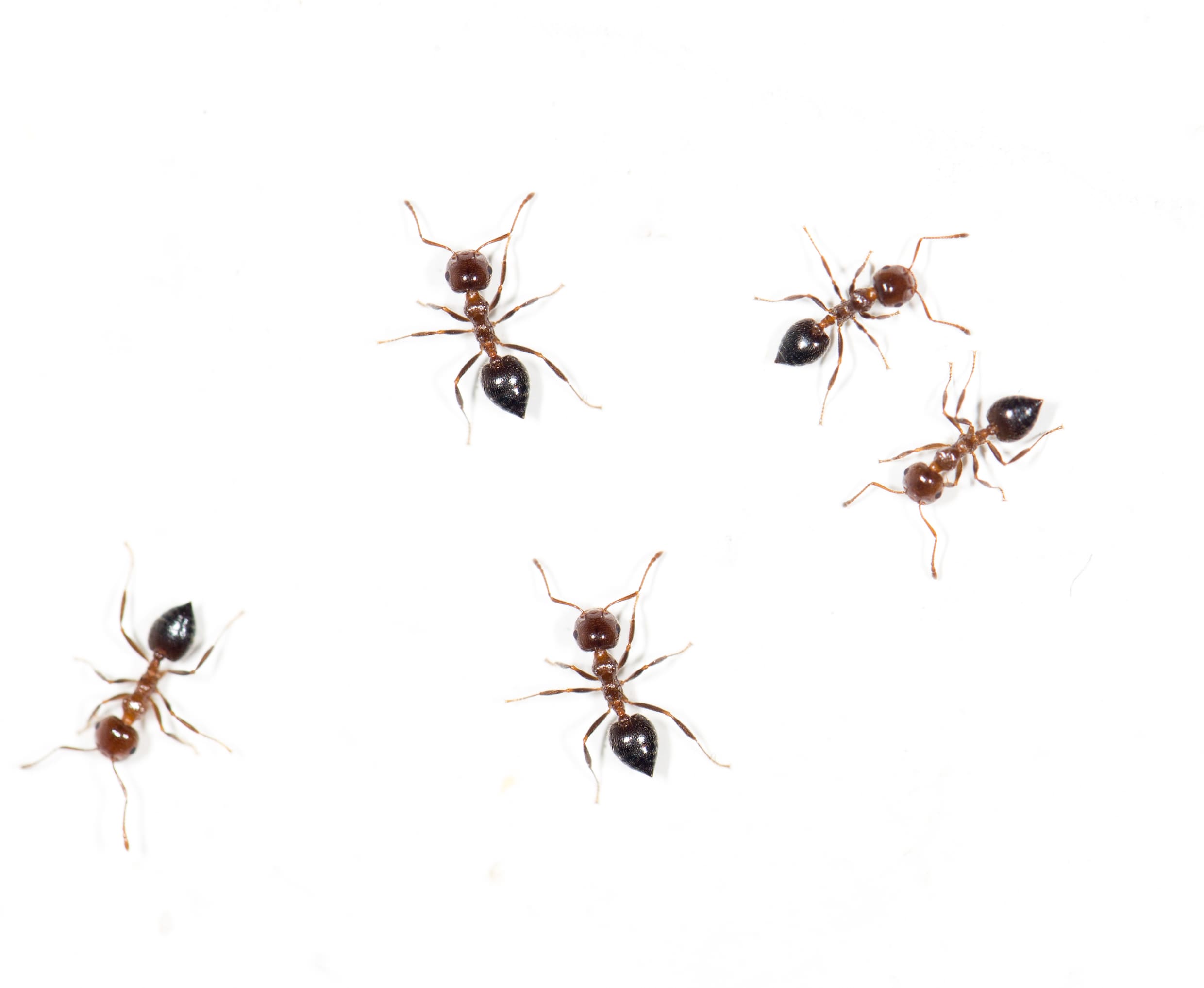 De Tiny Five spelen een grote rol in de natuur, en dit zijn ze | Trouw