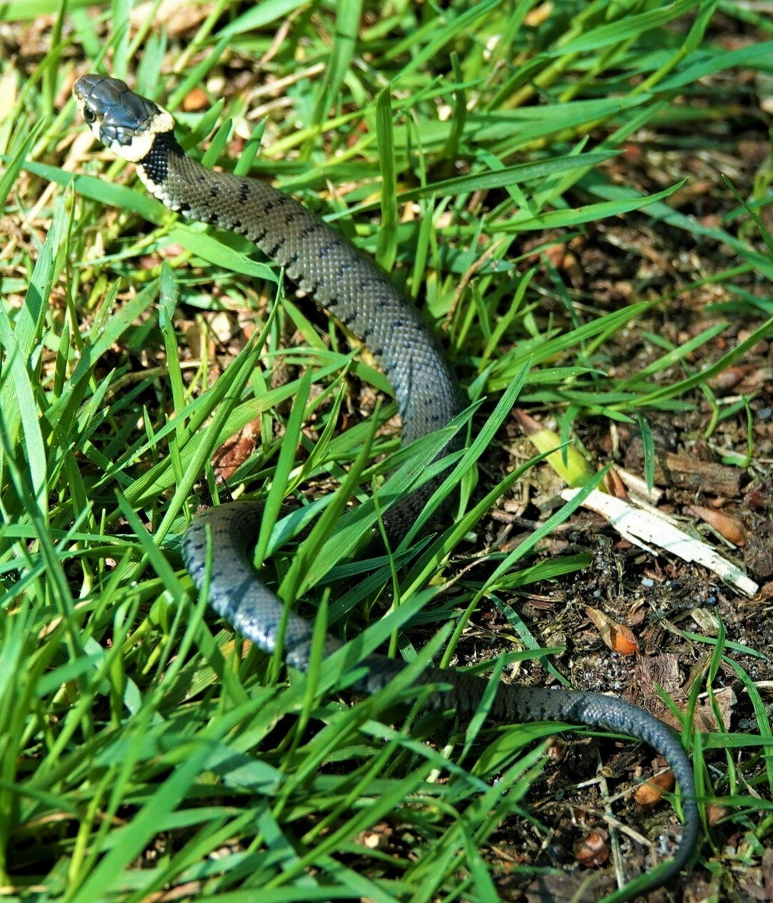 Slangen hebben ten onrechte een angstaanjagend imago | Trouw