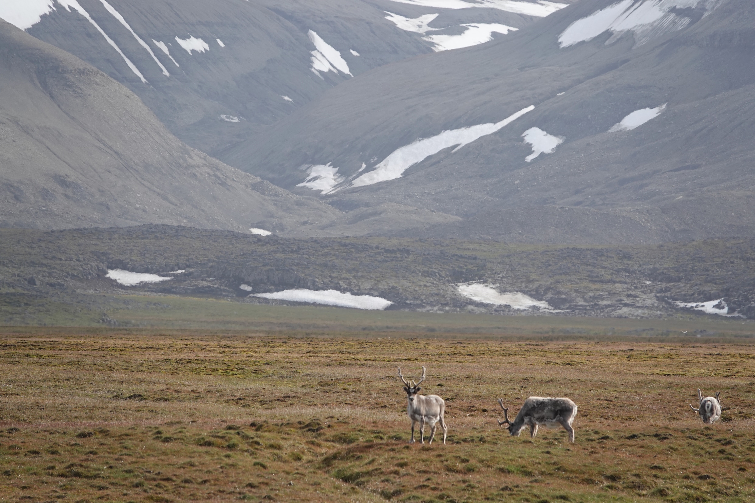 De koude toendra is de perfecte vrieskist voor de geschiedenis van ...