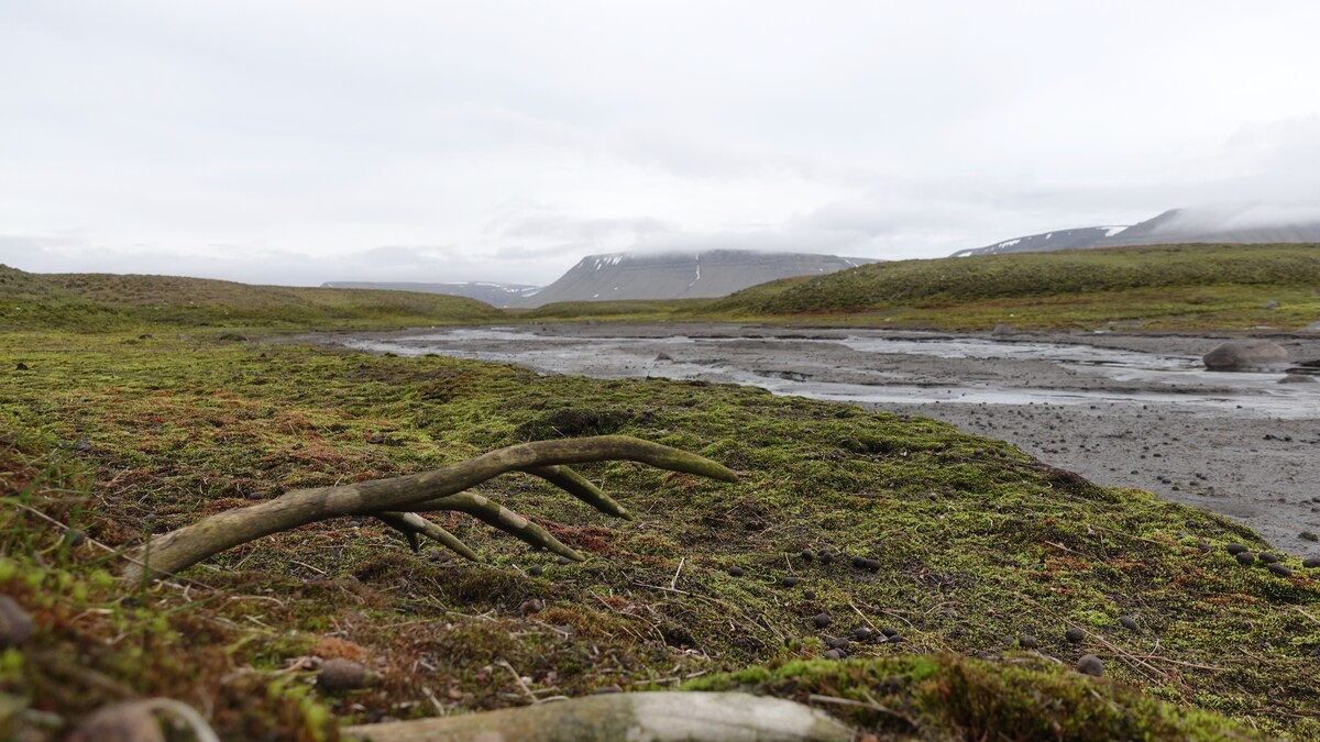 Arctische Toendra Ijsbeer