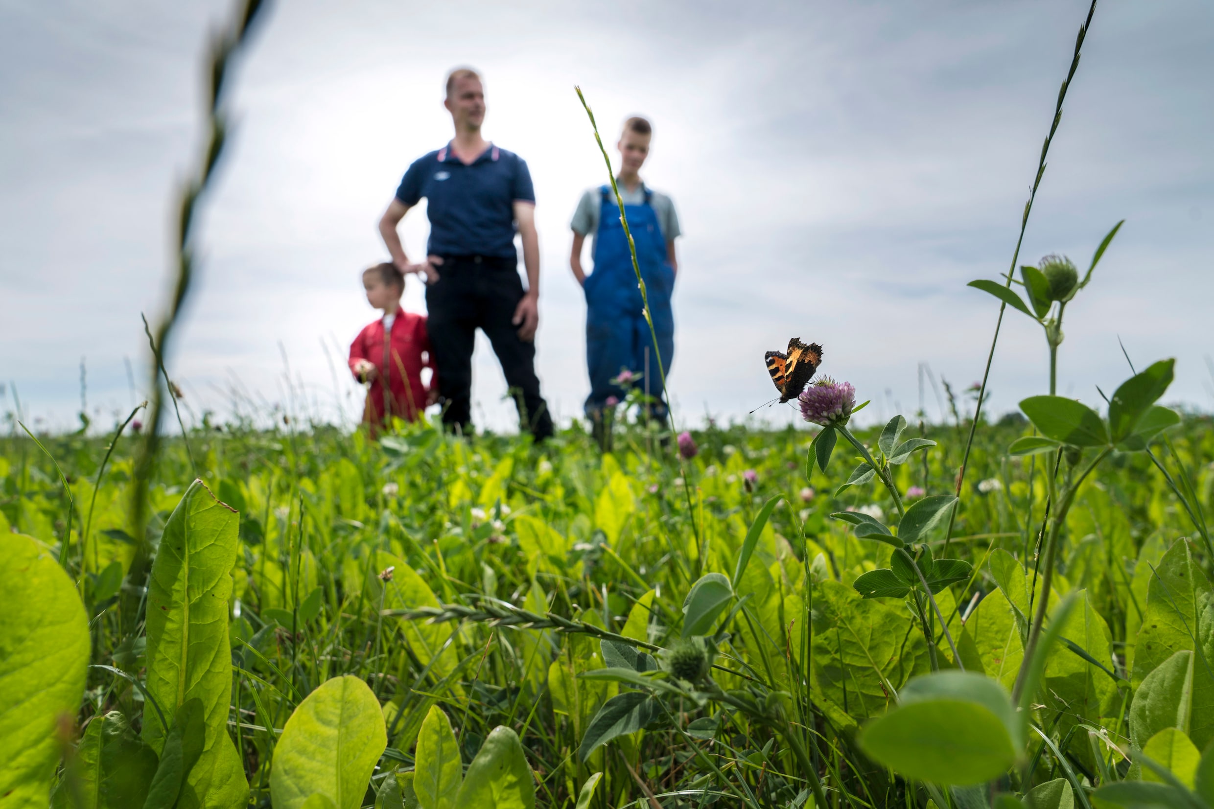Minder droogte door kruiden tussen het boerengras: ‘Ik had nooit geleerd dat het ook zonder ...