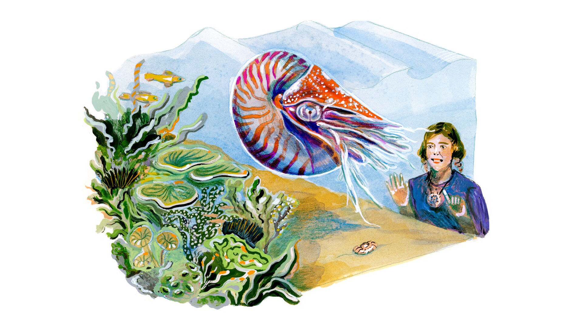 De enige levende inktvis met een uitwendige schelp | Trouw