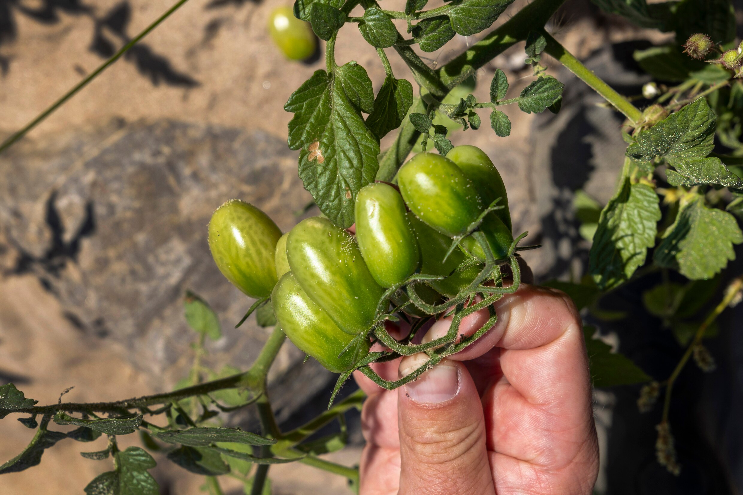 Deze natuurliefhebbers zoeken vijfduizend verschillende planten en ...