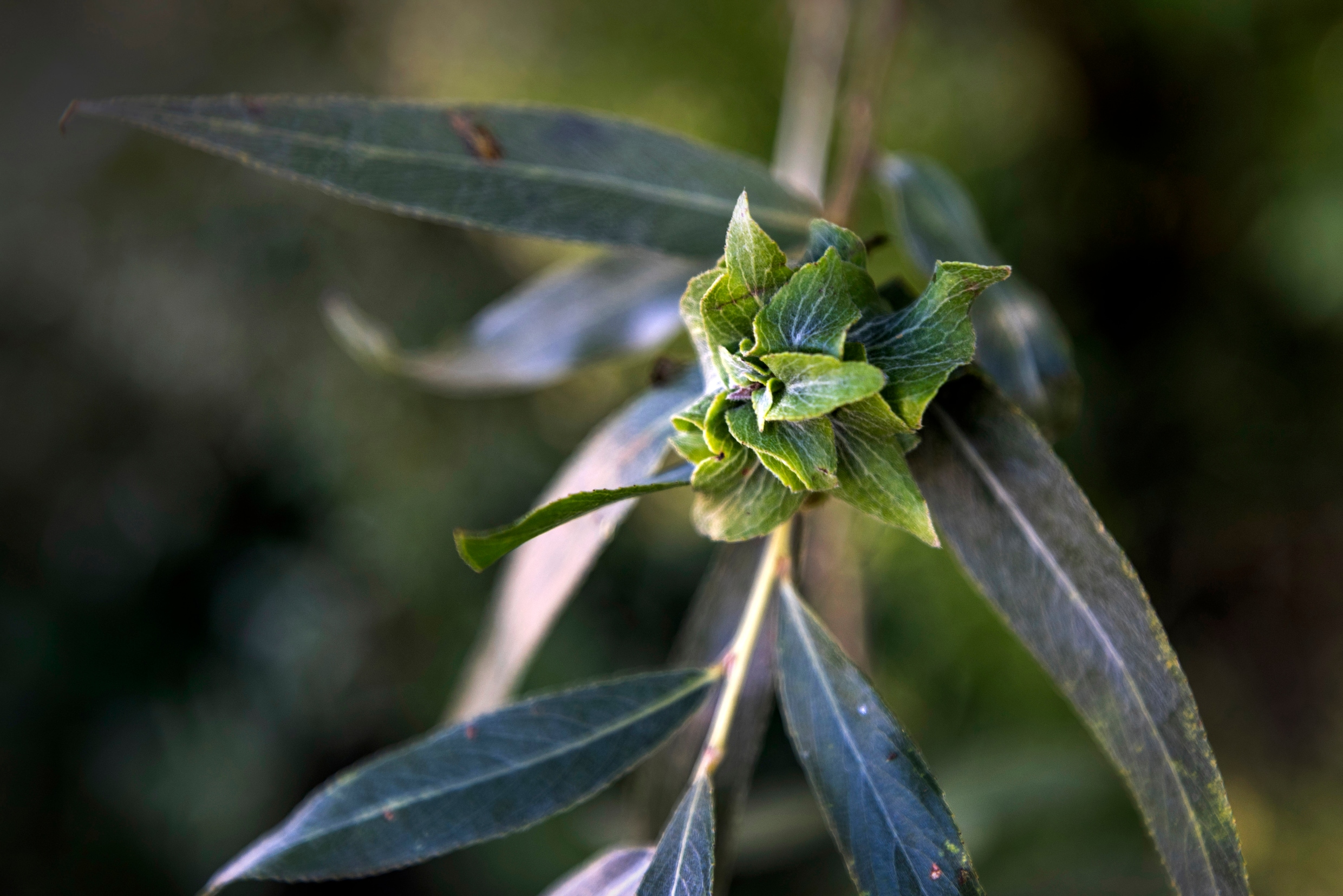 Deze natuurliefhebbers zoeken vijfduizend verschillende planten en ...