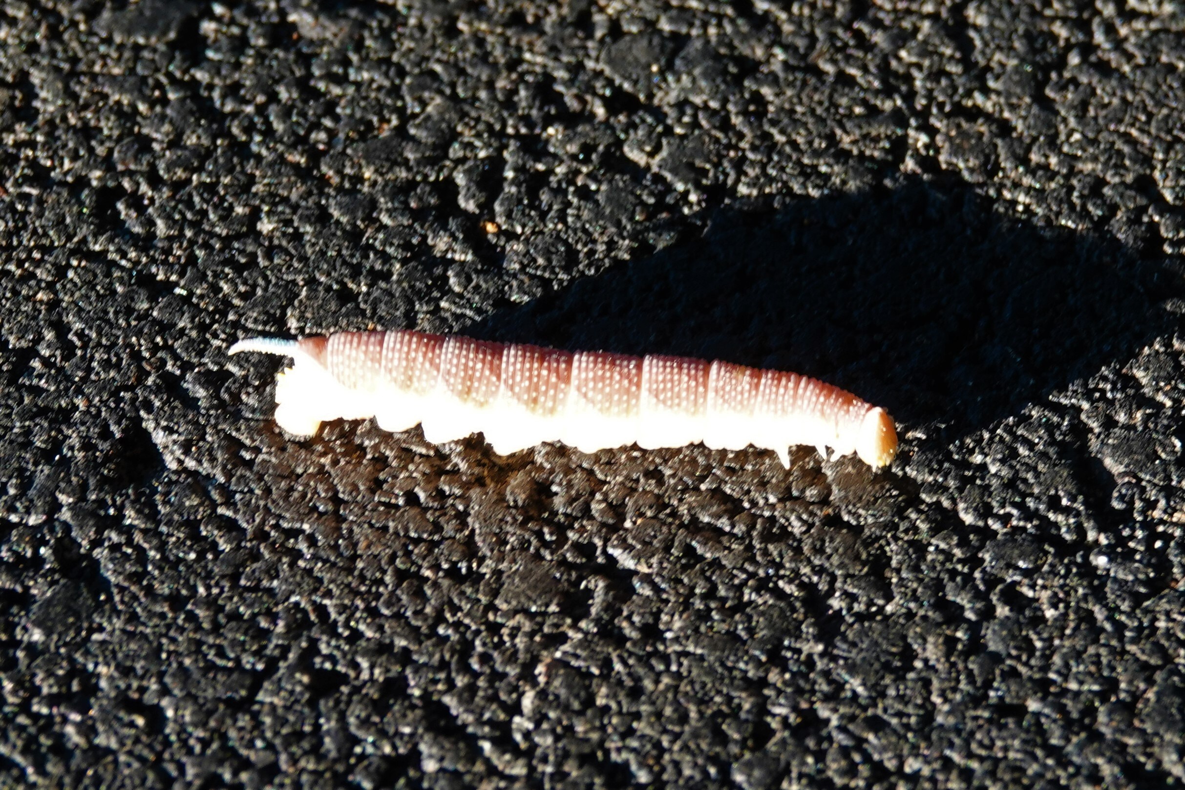 Wachten tot de overstekende rups veilig is | Trouw