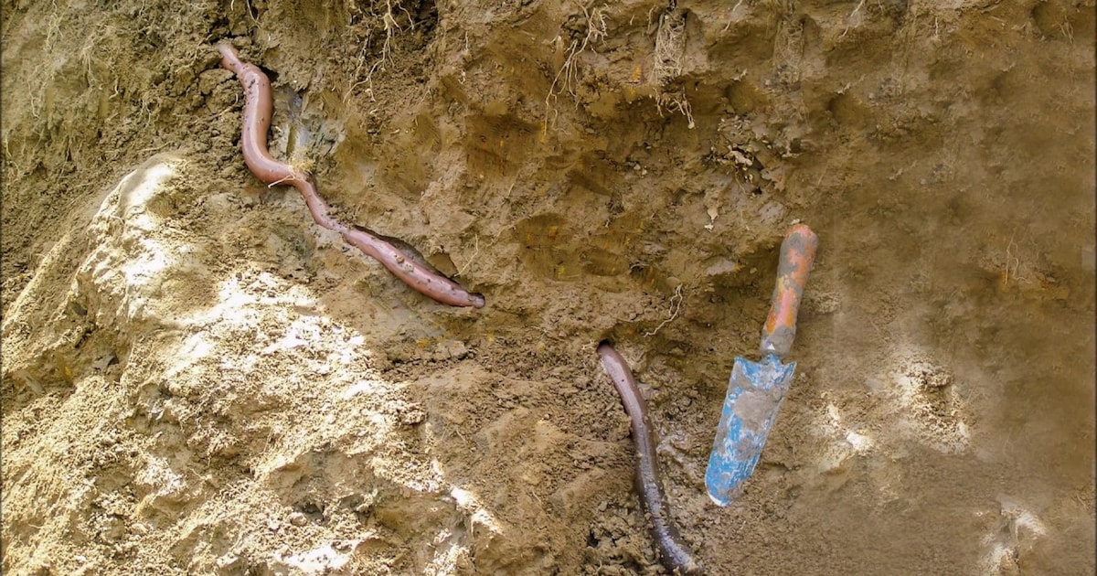Een reuzenregenworm kan wel drie meter lang worden | Trouw