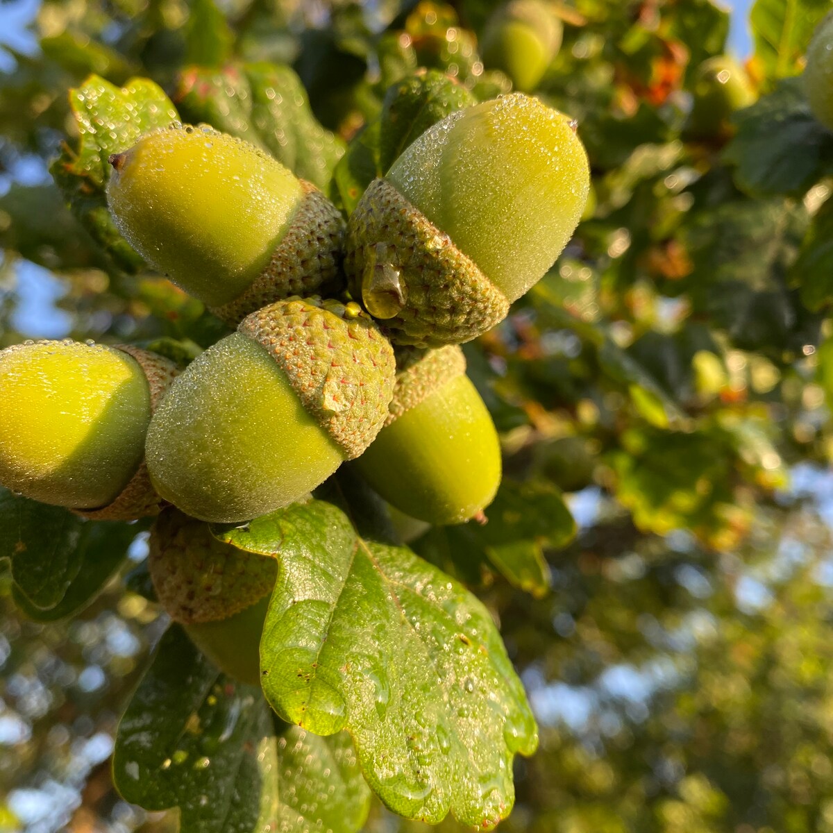 Eikels En Eikenbomen