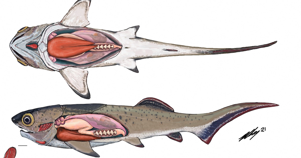 Oudste hart ooit is 380 miljoen jaar oud, en het lijkt op dat van ons ...
