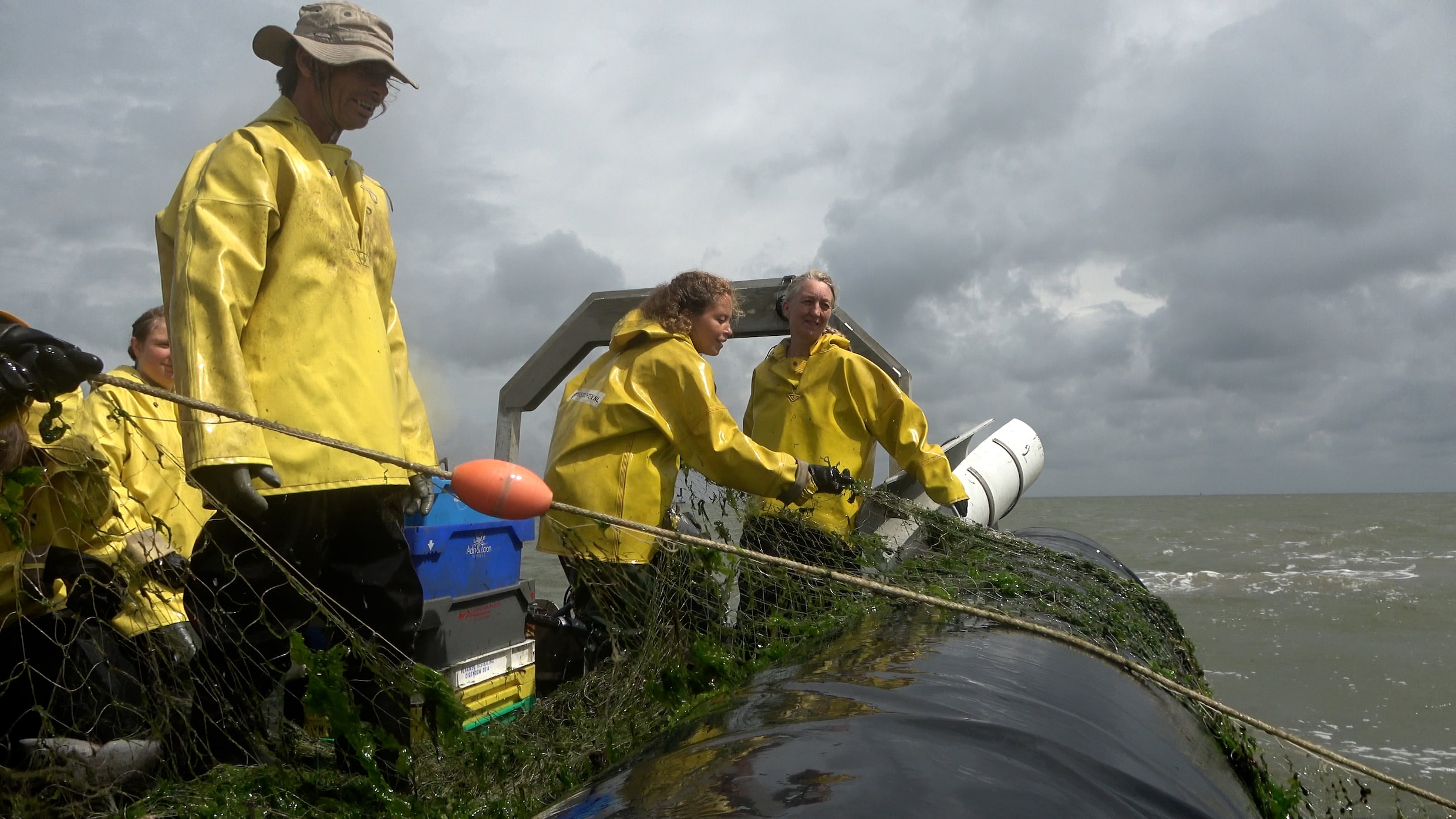 Onderzoekers willen visstand in de Waddenzee redden met gezenderde ...