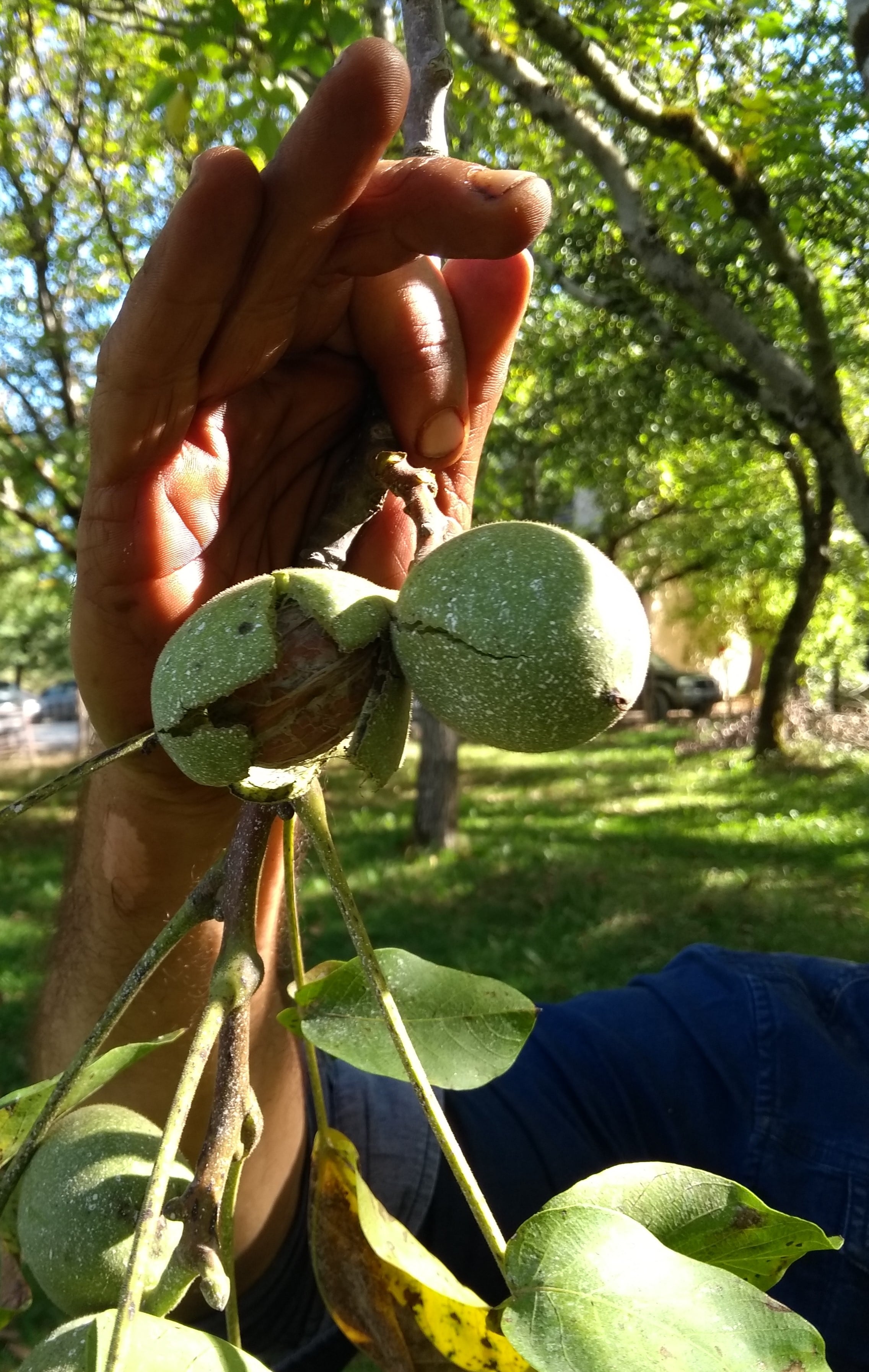 Wandelen door het land van de walnoten | Trouw