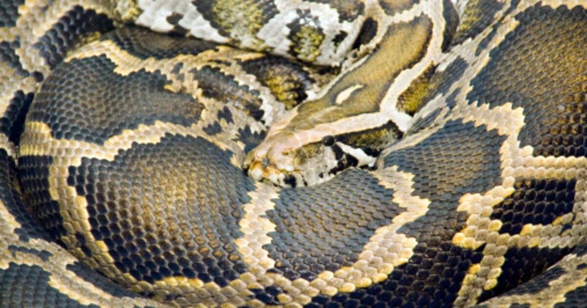 Drie pythons in een mannenonderbroek | Trouw