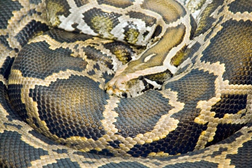 Drie pythons in een mannenonderbroek | Trouw