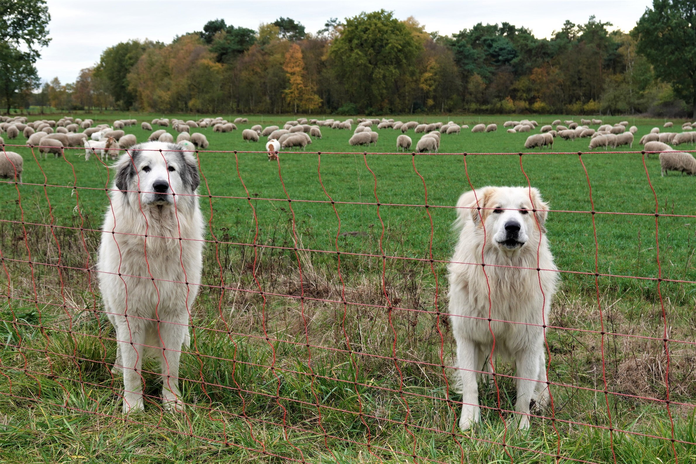 Wilde en tamme wolven | Trouw