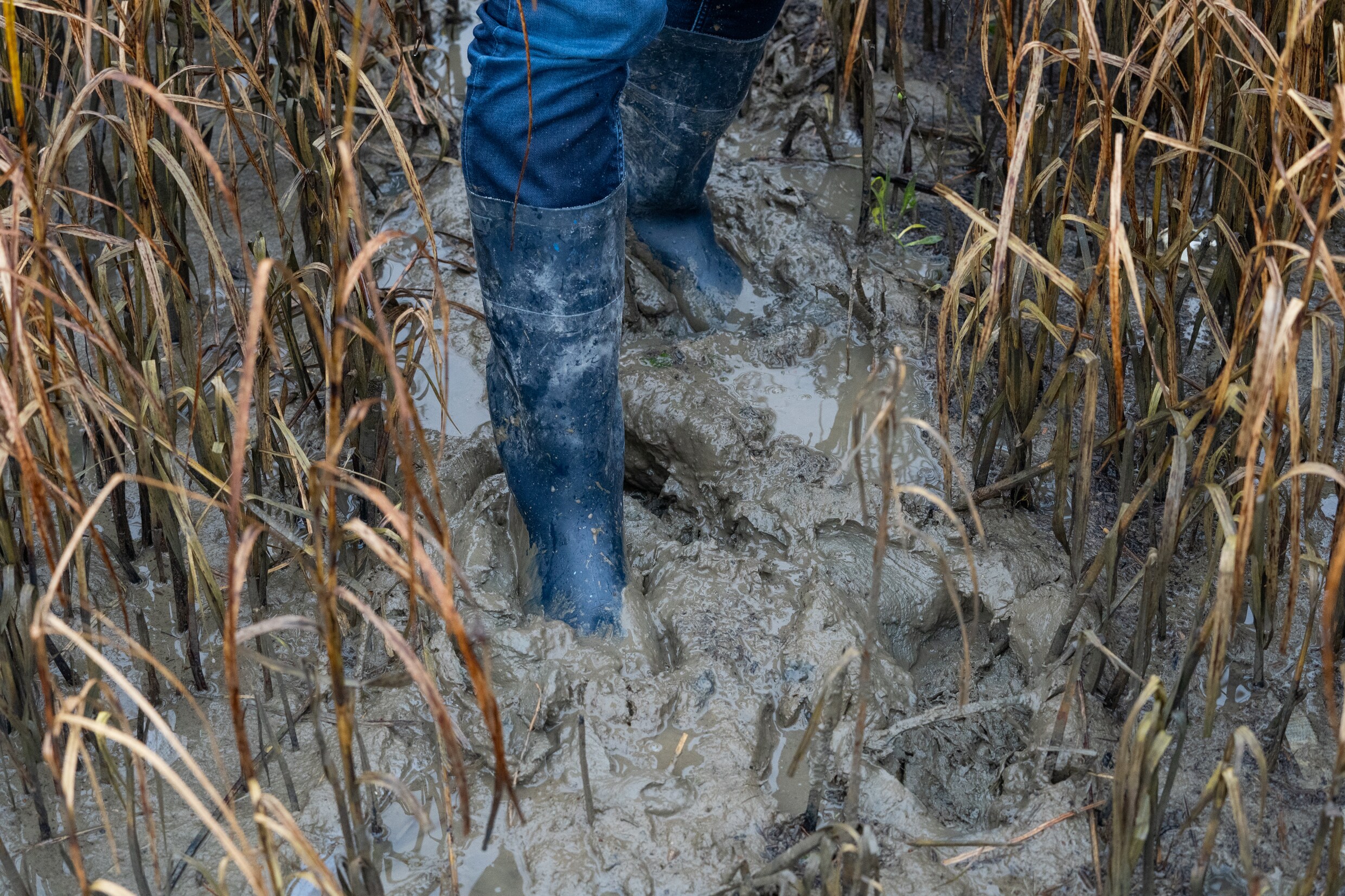 Hoe de Hedwigepolder biodiversiteit terugbrengt aan de Zeeuwse kust | Trouw