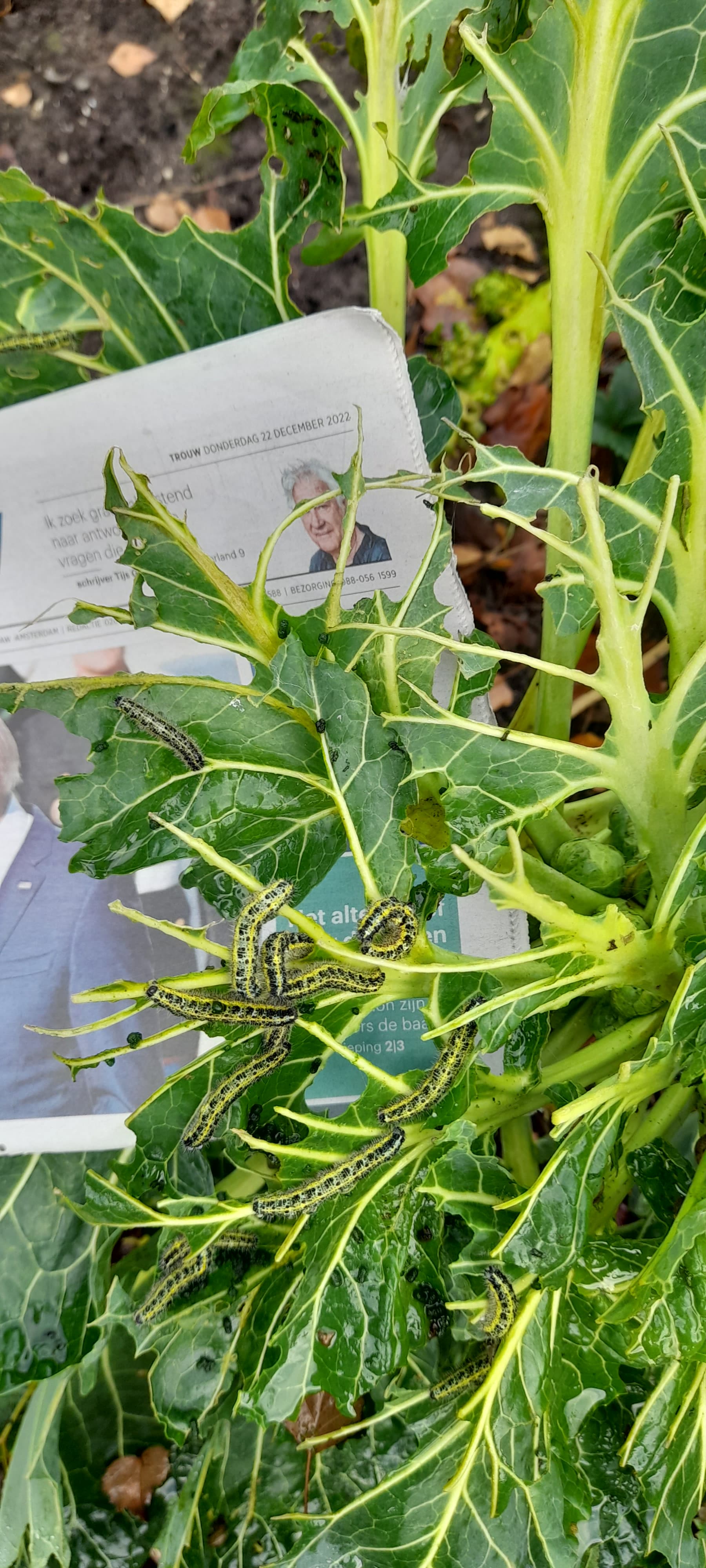 Vorstbestendige rupsen in de moestuin | Trouw