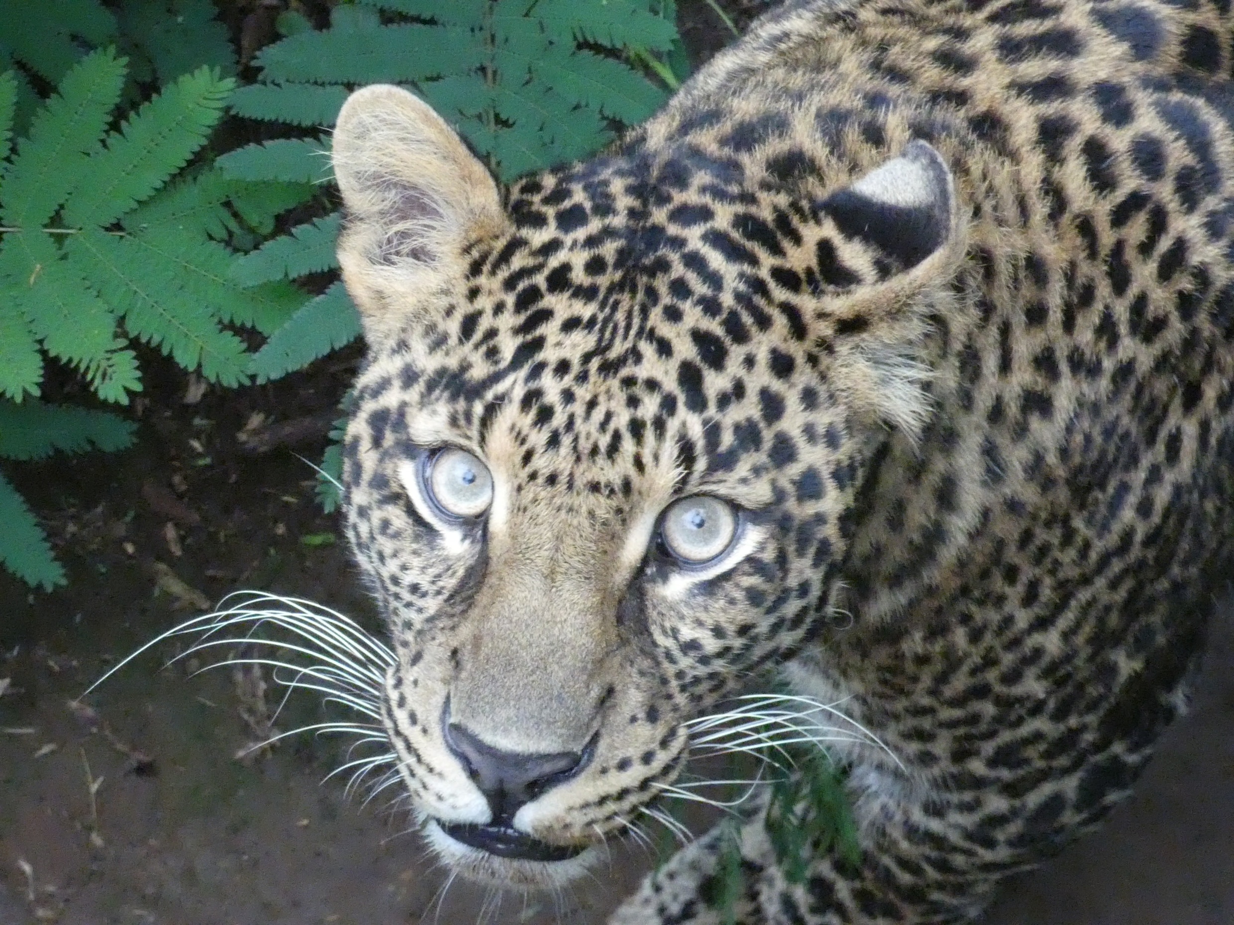 Nederlands duo geeft de Javaanse luipaard zijn vrijheid terug | Trouw