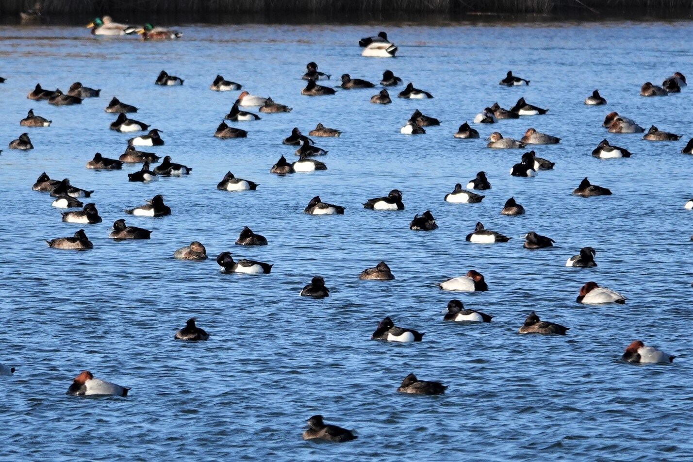 Waarom kuifeenden het liefst ’s nachts naar mosselen duiken | Trouw