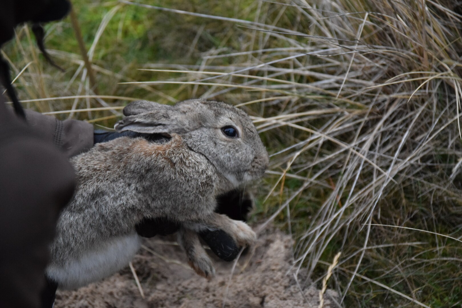 Vlieland haalt konijnen van de Maasvlakte naar eigen duinen | Trouw