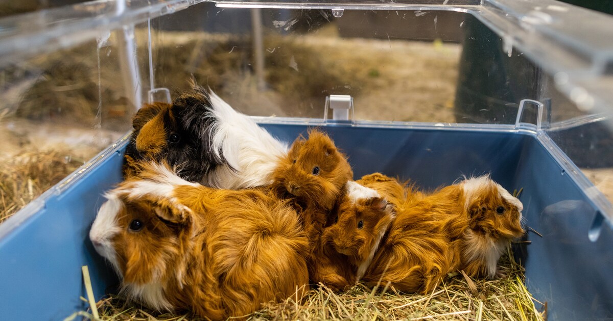 Cadeautje voor dierenopvang Flappus: honderden zwangere cavia’s | Trouw