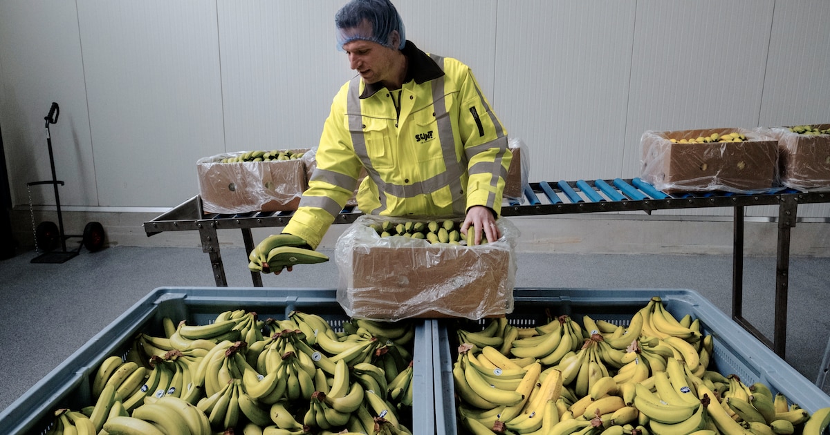 Nederland heeft nu een bananenpureefabriek, maar ‘importregels leiden ...