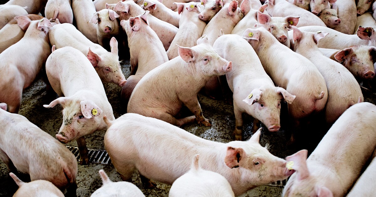 Varkens die vogelgriep krijgen? In intensief boerend Nederland is dat ...