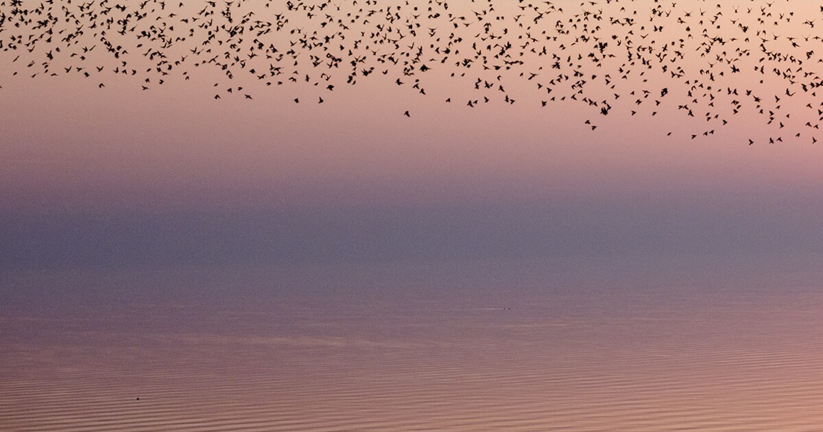 Wat doen we met de dood? Zo is de peiling uitgevoerd | Trouw