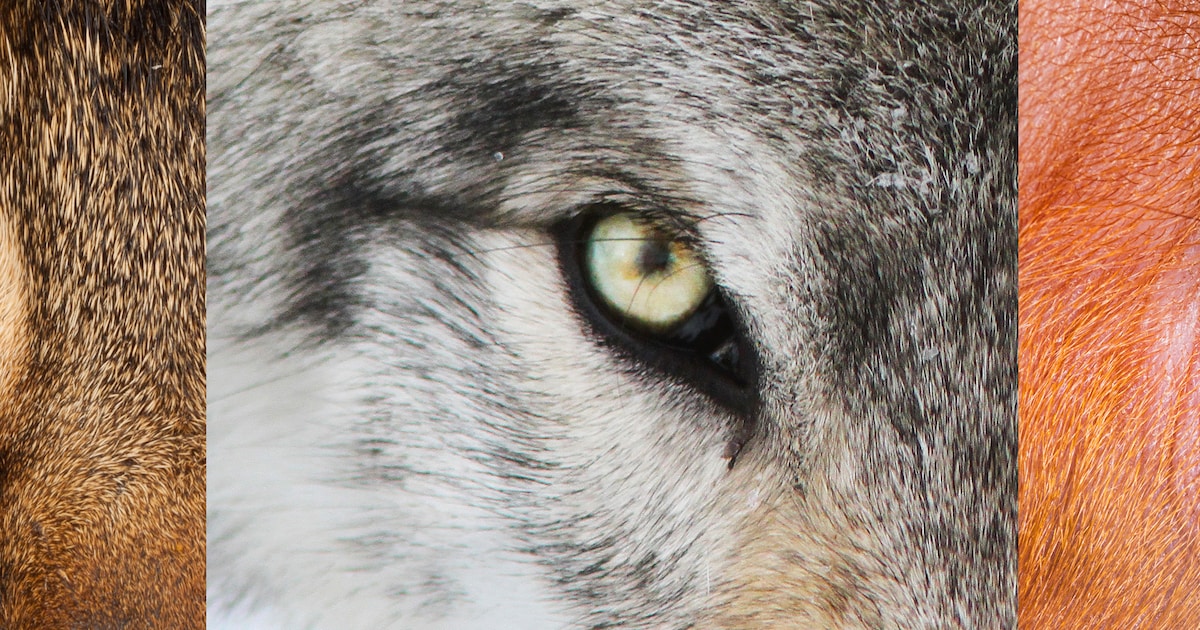 Het dier komt dichter bij de mens en dat schuurt soms | Trouw